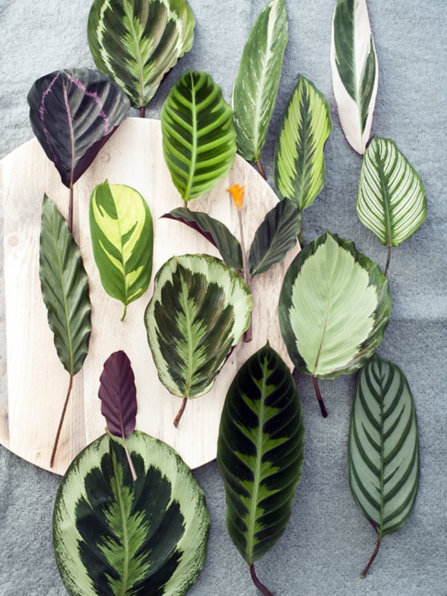 Sustainable Saturday: Patterned Plants – DANICA INTERIORS
