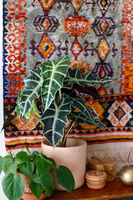 Sustainable Saturday: Patterned Plants – DANICA INTERIORS